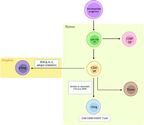 Schematic Of Treg Development Derived From Hematopoietic Progenitor