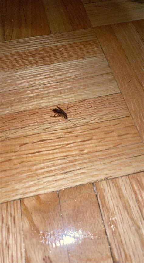 Found This Type Of Bug Twice Now Below My Sheets On My Bed Dont Think