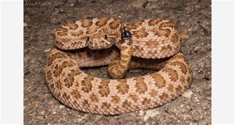 Crotalus Viridis Oreganus
