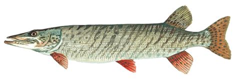 Muskellunge Virginia Dwr