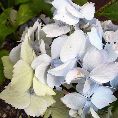 Hydrangea Serrata Blue Deckle