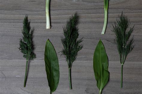 테이블 위에 신선한 채소 들이 깔끔하게 배치 되었습니다 향기로운 양파 딜 및 야생 마늘 건강 한 샐러드를 위한 재료 0명에 대한 스톡 사진 및 기타 이미지 Istock