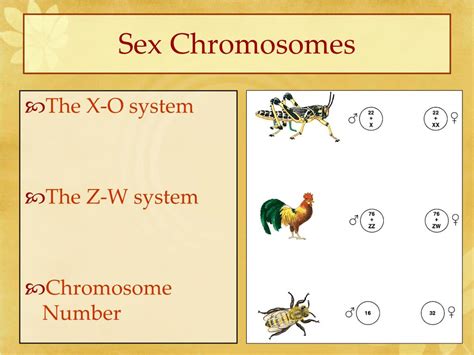 PPT Chromosomal Basis Of Inheritance PowerPoint Presentation Free Download ID