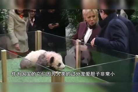 熊猫躺在水池边思考熊生不料饲养员突然放水熊猫吓死劳资了 熊生 熊猫 水池