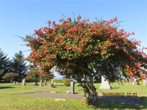 Cotoneaster Tree