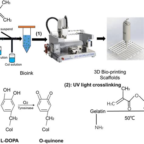 Preparation Of The Bioink And 3d Bioprinting Of Living Constructs 1 Download Scientific