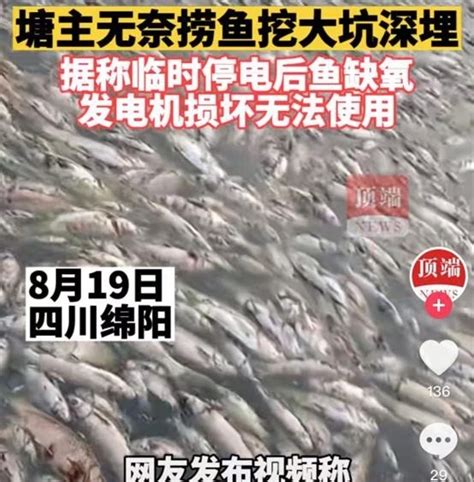 高温停电 数万斤鱼缺氧死亡漂满水面 塘主无奈捞鱼挖大坑深埋损失惨重 新闻频道 和讯网
