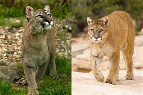 Puma Cat Vs Mountain Lion At Fernando Ward Blog