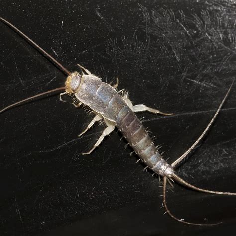How To Identify Silverfish · Extermpro