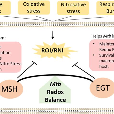 Redox Potentials Of Biologically Relevant Redox Couples Download Table