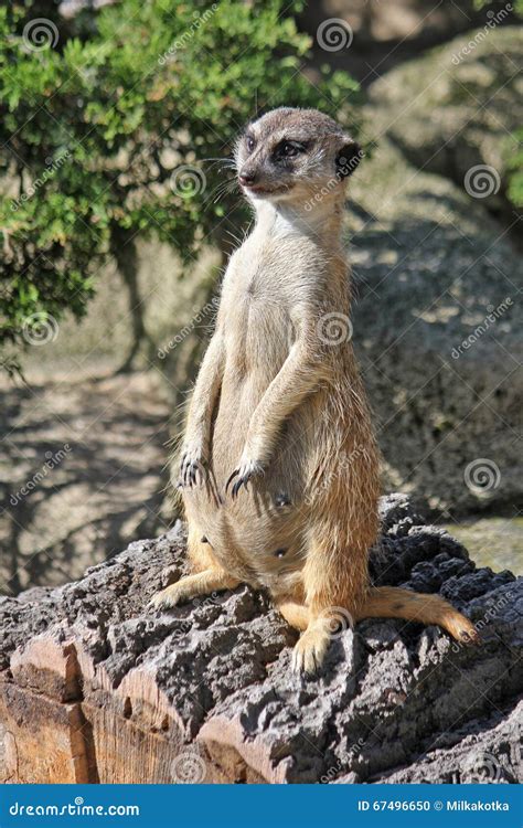 Female Meerkat Stands On His Hind Legs And Looks Into The Distance