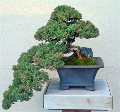 Procumbens Juniper Basics — Kusamura Bonsai Club