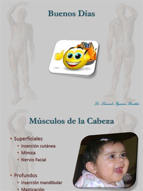 Copia De 13 Ppt Miología Cabeza Y Cuello Pdf
