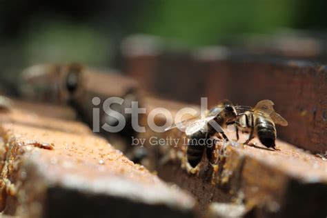추상 기하학적 패턴입니다회색과 흰색 질감입니다 원활한 벡터 배경입니다 스톡 사진 Freeimages