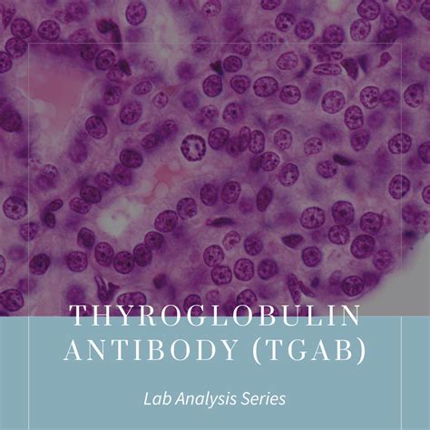Thyroglobulin Antibody Tgab What Highs And Lows Mean In Pregnancy