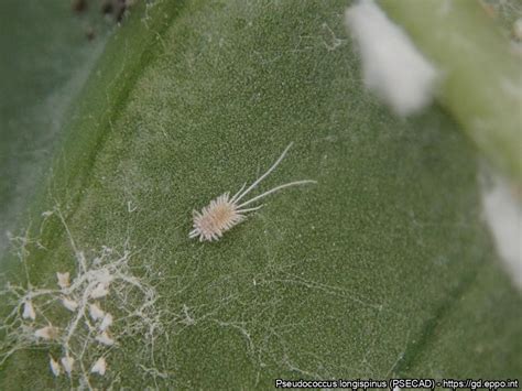 Pseudococcus Longispinus Psecad Photos Eppo Global Database