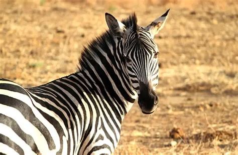 Zebra Description Habitat Image Diet And Interesting Facts