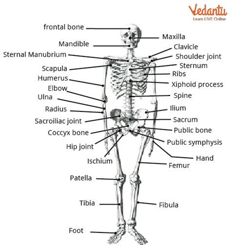 Bones In Our Human Body Structure And List