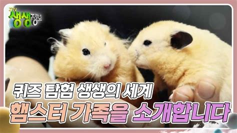 퀴즈 탐험 생생의 세계 귀여운 햄스터 가족을 소개합니다 [2tv 생생정보] Kbs 250120 방송 Youtube