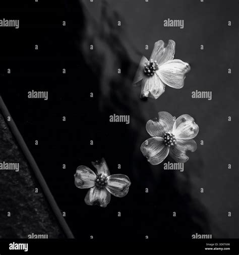 Black And White Fine Art Photography Capturing Flowers In Abstract Form