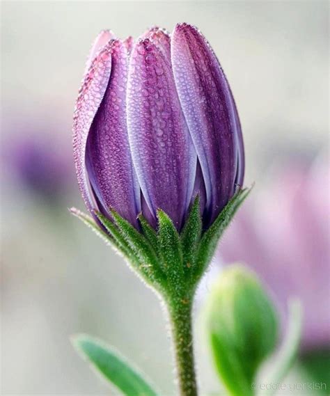 70 Stunning Examples Of Macro And Close Up Photography Artofit