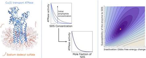 Cu I 转运 Atp 酶对十二烷基硫酸钠的敏感性。胶束相组成的相关性 Archives Of Biochemistry And Biophysics X Mol
