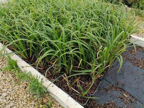 Осока волосистая (Carex pilosa) || питомник Дикие травы