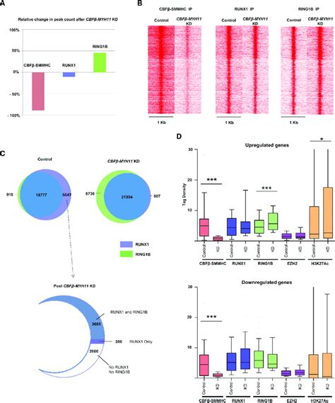 CBFb SMMHC Affects Genome Wide PCR1 Localization A Relative Changes