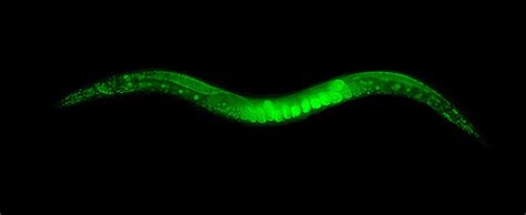 C Elegans The Tiny Worm That Transformed Science And Won Nobel Prizes The Official Blog Of