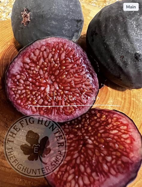 Off The Beaten Path Nursery Figs By The Dozen For Sale Now There