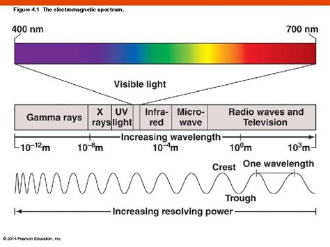 Power Point Lecture Presentations Prepared By Mindy Miller Kittrell