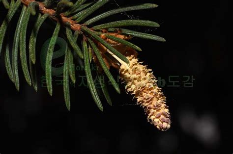 이름순 계절별 꽃색으로 찾기 독일가문비나무