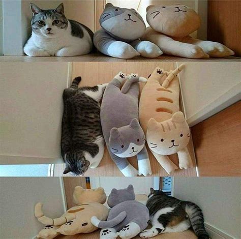 24 Delightfully Chubby Cats Cats Cute Cats Funny Cat Photos