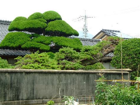 若月家の臥竜松