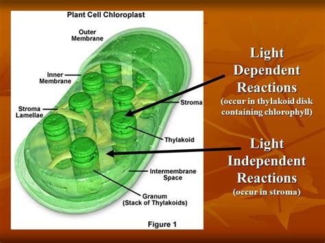 Light Dependent Reactions