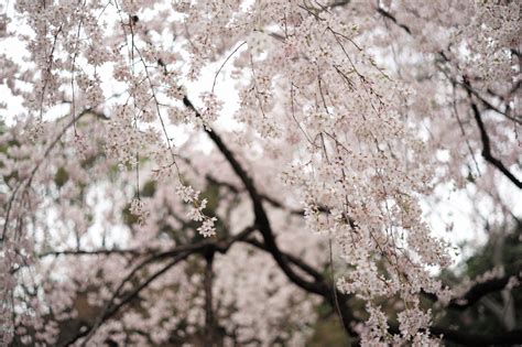 배경 화면 일본 분기 벚꽃 봄 라이카 도쿄 엠 식물 사쿠라 자이스 칼집 고마 고메 리쿠 기엔