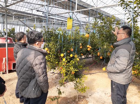 경북서도 한라봉 재배한다…태양열 활용 실증재배 성공 노컷뉴스