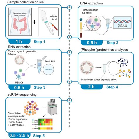 Cell Press Star Protocols