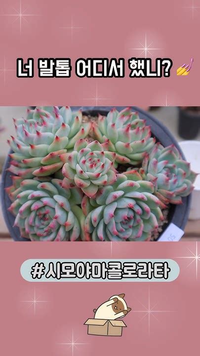 너 발톱 어디서 했니 너무 예뻐 다육이 다육 다육식물 다육이키우기 多肉植物 Plants Succulent 식물