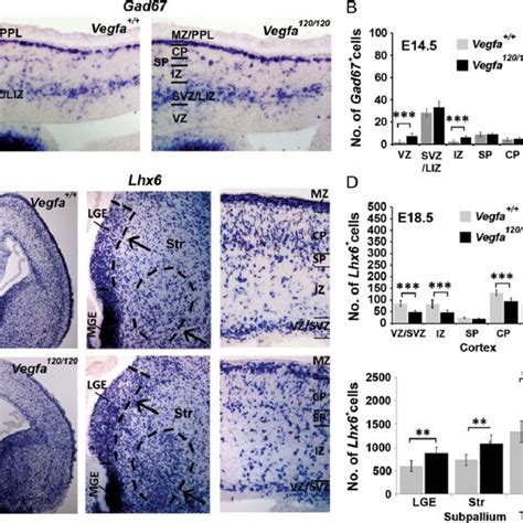 Altered Cortical Interneuron Numbers At Mid And Late Stages Of Cortical Download Scientific