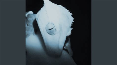 Lizard Youtube Lizard Youtube