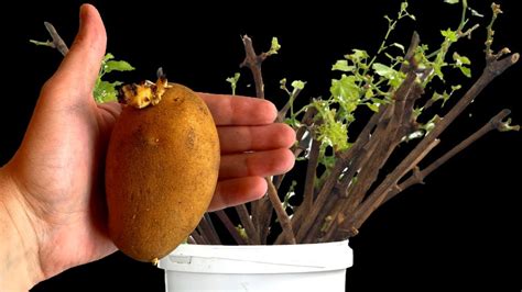 МОЩНЕЙШИЙ КОПЕЕЧНЫЙ ОБРАЗОВАТЕЛЬ КОРНЕЙ! Растёт Всё! Легко Приготовить ...