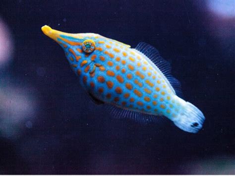 Orange Spotted Filefish Habitat And Characteristics