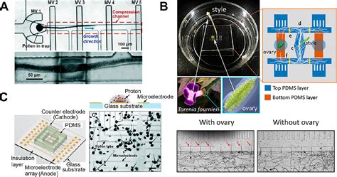 Figure 4 From Microfluidics Based Bioassays And Imaging Of Plant Cells Semantic Scholar