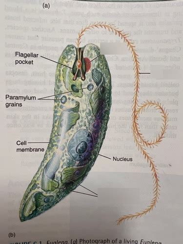 Euglena Diagram Quizlet