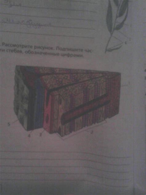 Рассмотрите рисунок Подпишите части стебля обозначенные цифрами Школьные Знания Com