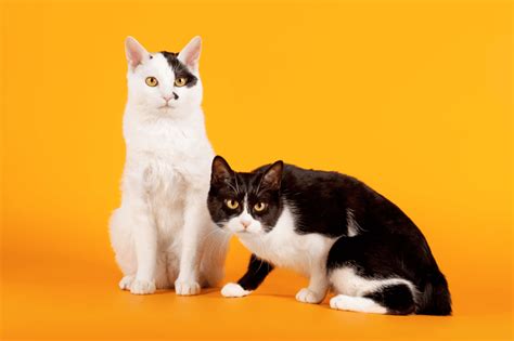 Japanese Bobtail Cat Breed Characteristics And Info World Cat Finder