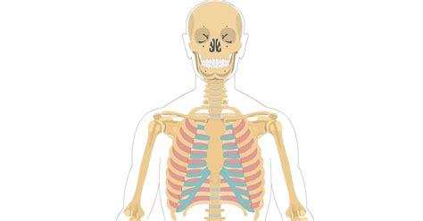 External Intercostal Muscles Getbodysmart