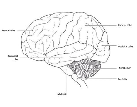 Cortical Motor System Sensorimotor Regions Quiz