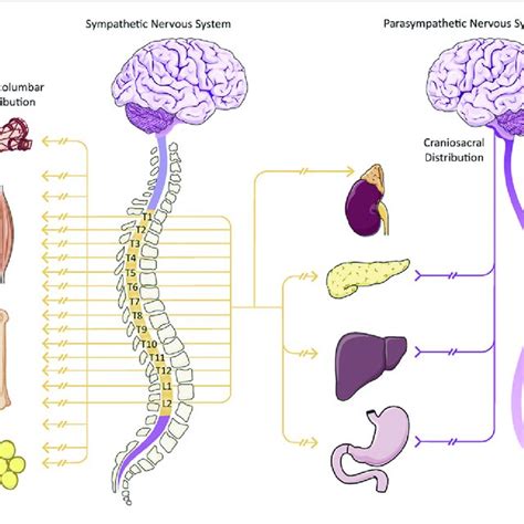 Simplified Schema Of The Autonomic Nervous System Emphasizing Download Scientific Diagram